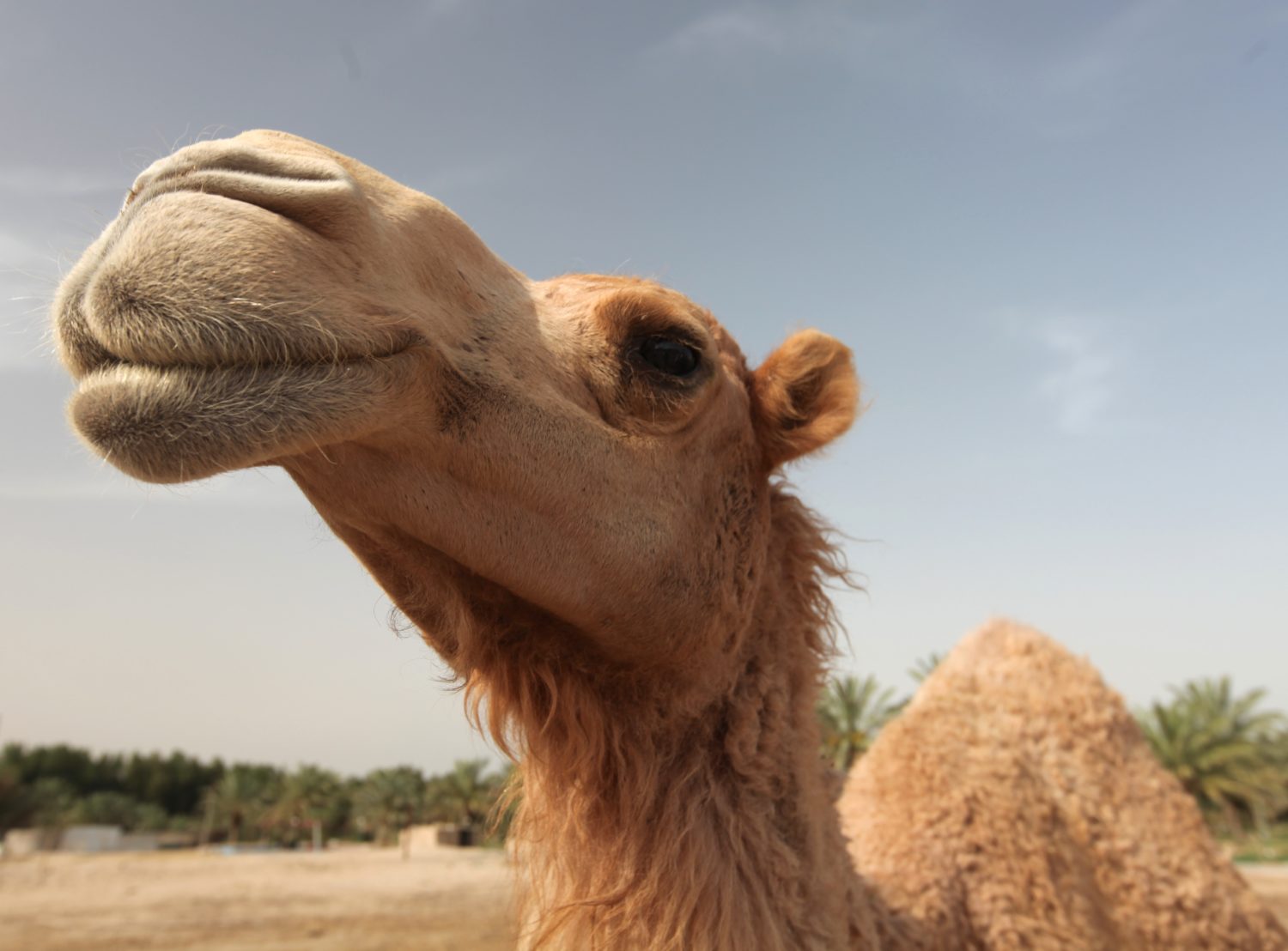 Kuwaiti camels. Location filming in Kuwait. | Yoho Media