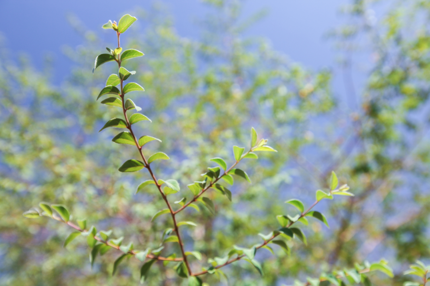 Oman Botanic Garden | Yoho Media